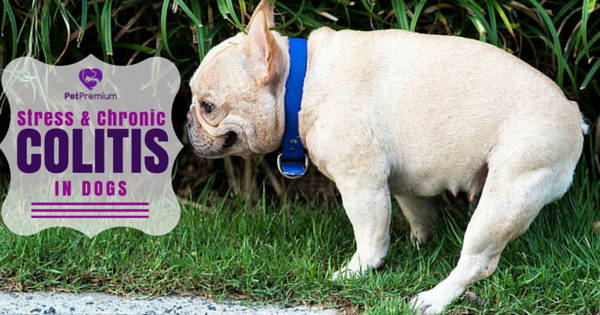 Stress Colitis In Dogs | Pet Premium - Pet Insurance Comparison