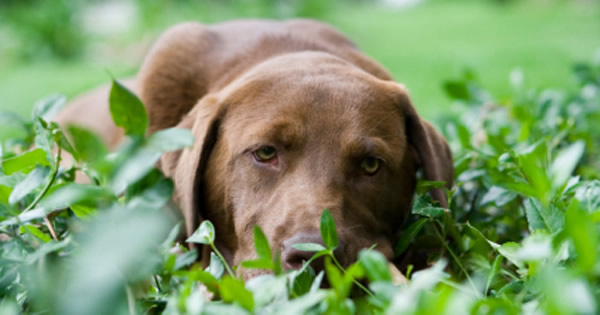 All About Degenerative Joint Disease In Dogs | Pet Premium - Pet ...