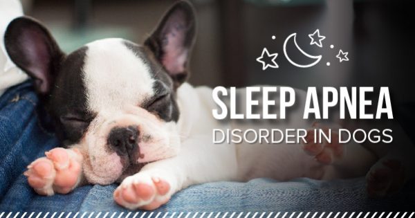 Sleep Apnea In Dogs | Pet Premium - Pet Insurance Comparison