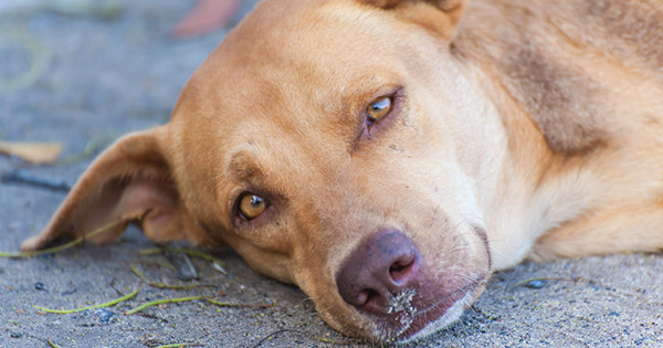 Autoimmune Disease In Dogs | Pet Premium - Pet Insurance Comparison