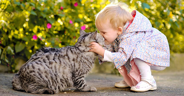 Amazing Bucket List Ideas For Cats | Pet Premium - Pet Insurance Comparison