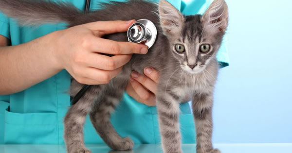 Cat Symptom Checker | Pet Premium - Pet Insurance Comparison