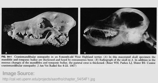 Craniomandibular Oseopathy | Pet Premium - Pet Insurance Comparison