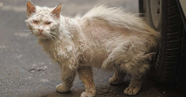 Crusty Dry Or Flaky Skin | Pet Premium - Pet Insurance Comparison
