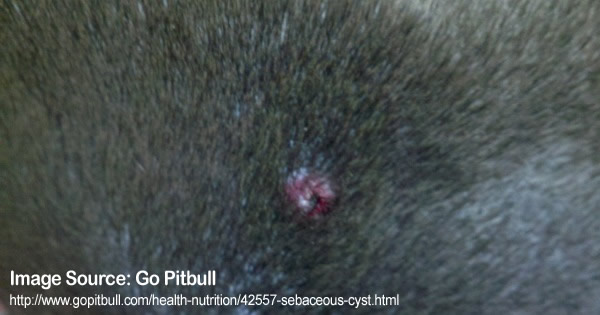 Cysts | Pet Premium - Pet Insurance Comparison