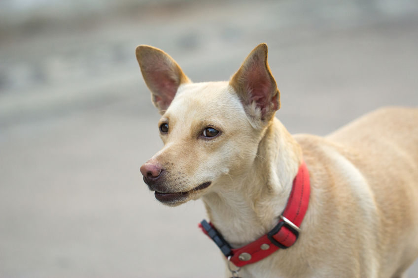 Disorientation | Pet Premium - Pet Insurance Comparison