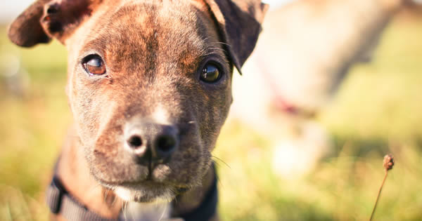 Distichiasis | Pet Premium - Pet Insurance Comparison