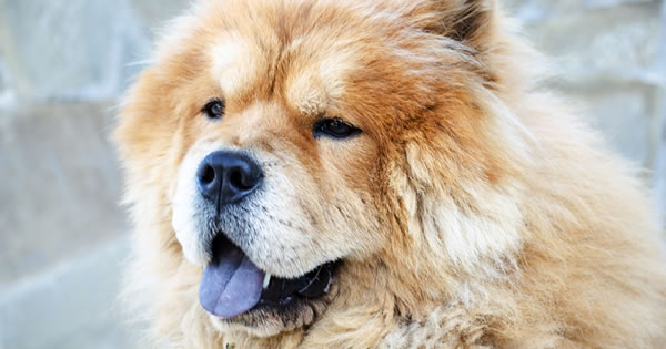 Dull Coat | Pet Premium - Pet Insurance Comparison