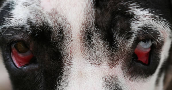 Ectropion | Pet Premium - Pet Insurance Comparison