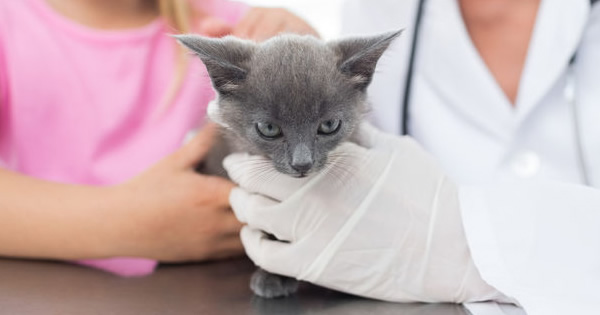 Excessive Redness At The Incision Site | Pet Premium - Pet Insurance ...