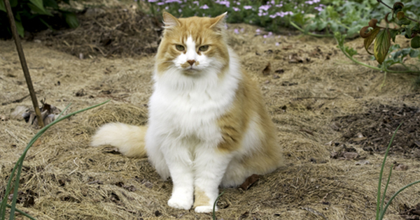 Understanding Jaundice In Cats | Pet Premium - Pet Insurance Comparison