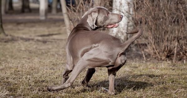 Jerky Movements | Pet Premium - Pet Insurance Comparison