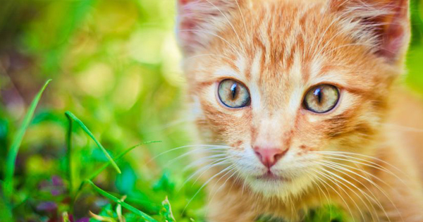 Miliary Dermatitis In Cats | Pet Premium - Pet Insurance Comparison