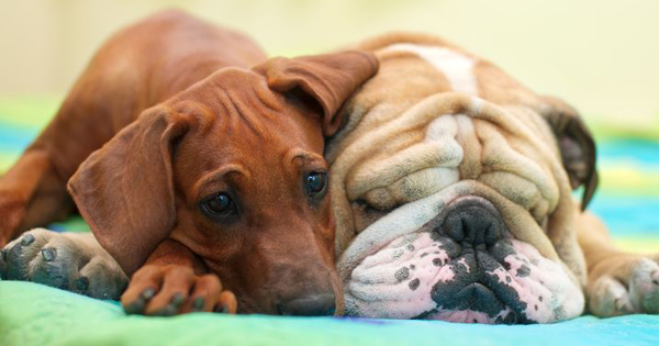 What Is Narcolepsy With Cataplexy In Dogs | Pet Premium - Pet Insurance ...