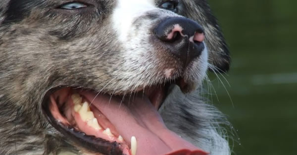 Nasal Depigmentation | Pet Premium - Pet Insurance Comparison