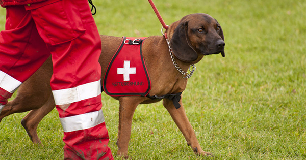 Search And Rescue Training | Pet Premium - Pet Insurance Comparison