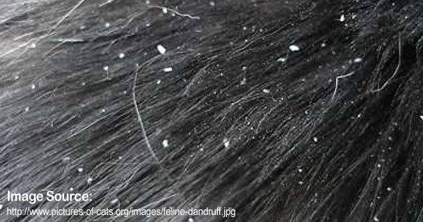 Seborrhea | Pet Premium - Pet Insurance Comparison