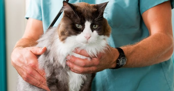 Spinal Problems In Cats | Pet Premium - Pet Insurance Comparison