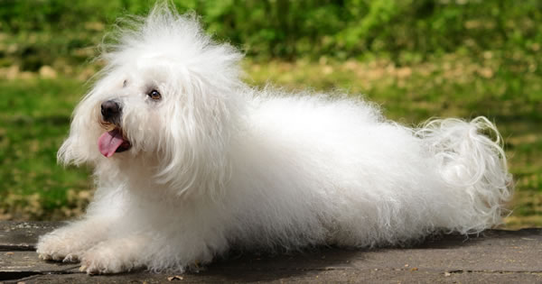 Understanding White Shaker Dog Syndrome | Pet Premium - Pet Insurance ...